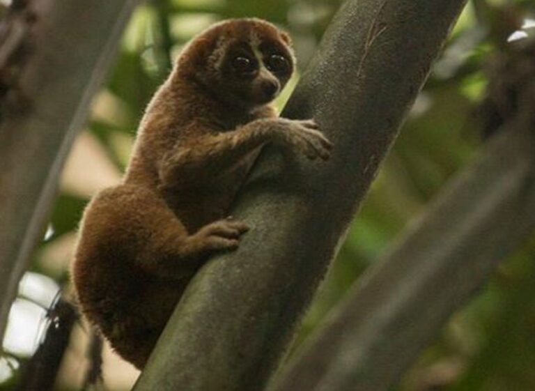 Selamatkan Kukang Sumatera bersama ISCP - Blog Kitabisa